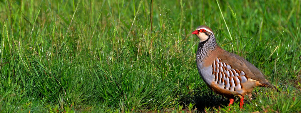 La perdrix rouge - Gibier de Chasse